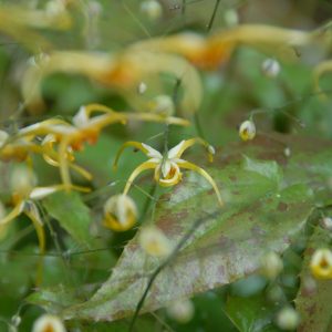 Pathfinder - Straight Mile Nursery Gardens