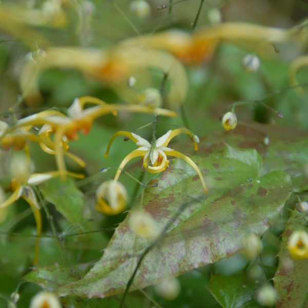 Pathfinder - Straight Mile Nursery Gardens