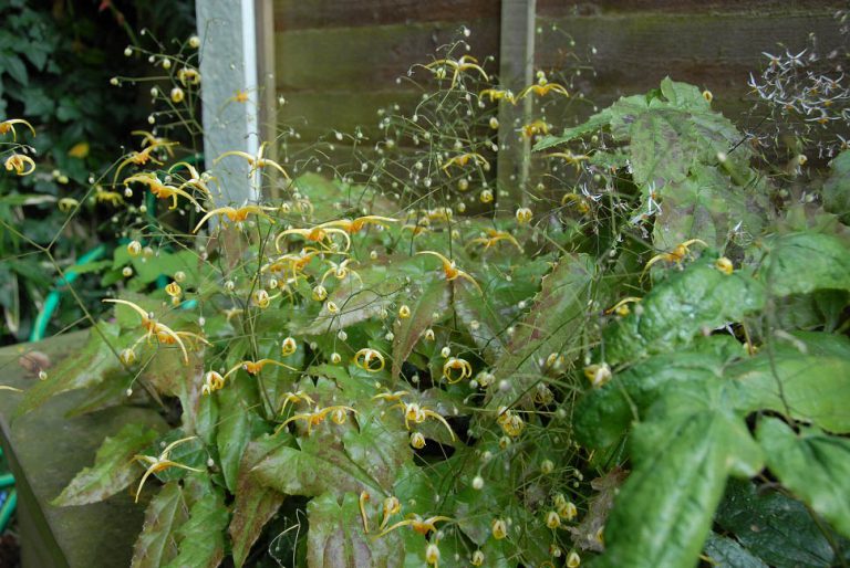 Pathfinder - Straight Mile Nursery Gardens